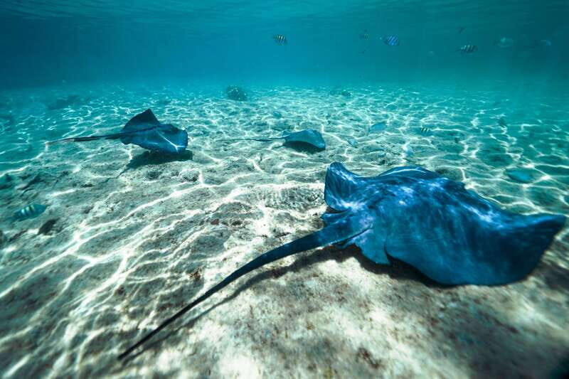 Cozumel: Snorkel and Swim with Stingrays - Key Points
