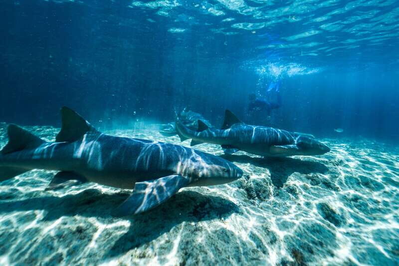 Cozumel: Snorkel and Swim with Stingrays - Location and Accessibility