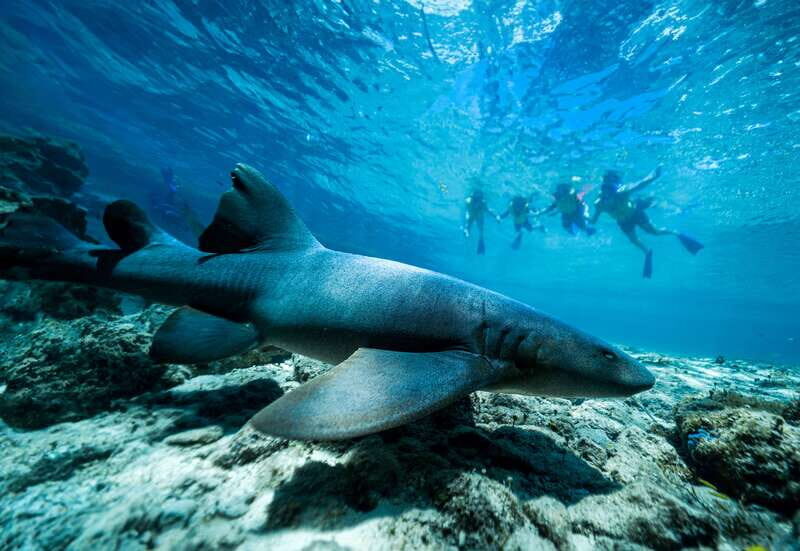 Cozumel: Snorkel and Swim with Stingrays - Included and Not Included