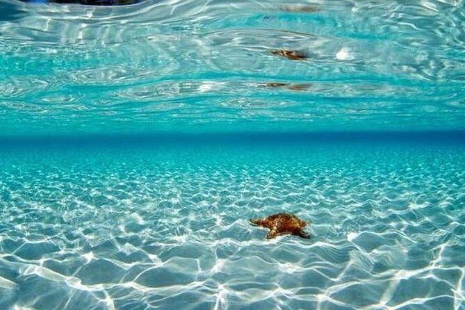 Cozumel Snorkeling Adventure full day Tour - Authentic Perspectives: What Tour Participants Say