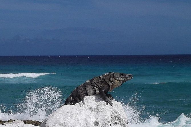 Cozumel Snorkeling Adventure full day Tour - Who Will Love This Tour?