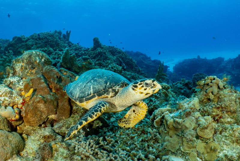 Cozumel: Snorkeling Boat Tour - Why This Tour Might Be Perfect for You