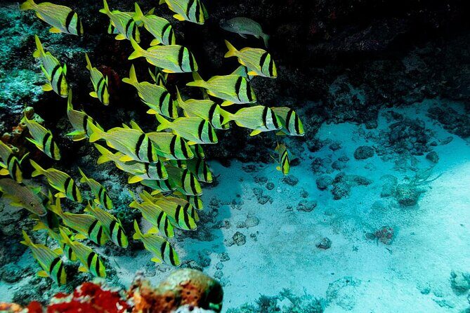 Cozumel Snorkeling Tour from Playa del Carmen - Key Points