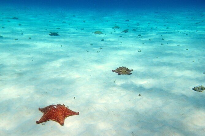 Cozumel Snorkeling Tour to Palancar Reef and El Cielo - FAQs