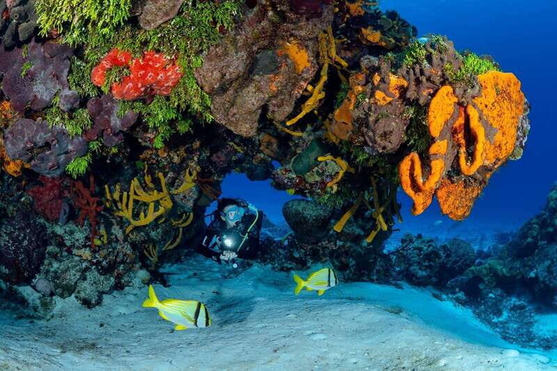 Cozumel: South Marine Park & Cozumel Reef Scuba Diving Tour - Introduction: Why This Tour Might Be Your Best Dive Day in Cozumel