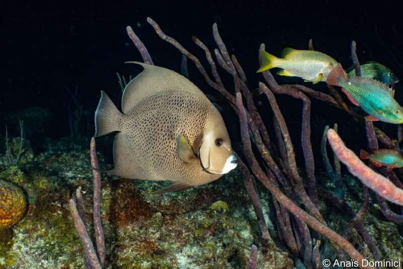 Cozumel: South Marine Park & Cozumel Reef Scuba Diving Tour - What to Expect: A Well-Structured, Rewarding Dive Experience