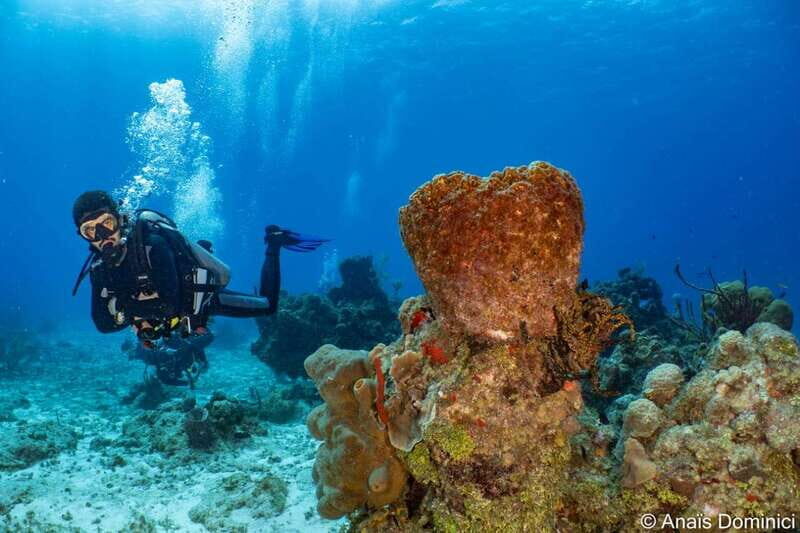 Cozumel: South Marine Park & Cozumel Reef Scuba Diving Tour - Why Choose This Tour? Who Will Benefit Most