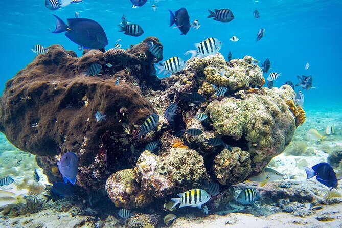 Cozumel Starfish and Tropical Reef Snorkeling by Powerboat with Lunch - Authentic reviews and impressions