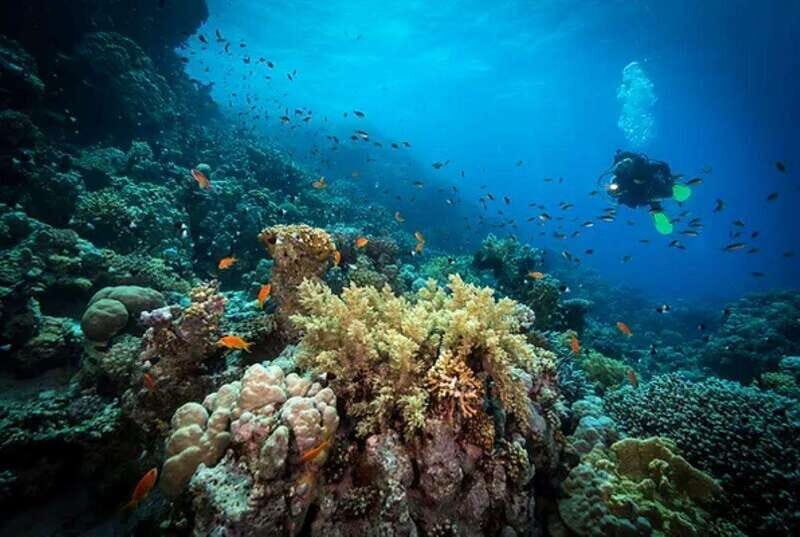 Cozumel: Twilight and Night Dive for Certified Divers - Introduction: Is Cozumel’s Twilight and Night Dive Worth It?