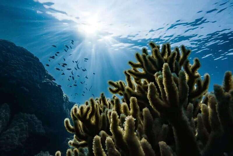 Cozumel: Twilight and Night Dive for Certified Divers - FAQs