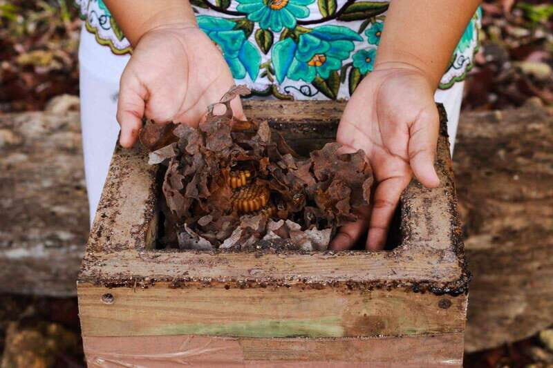 Cozumel: Ultimate Combo: Mayan Ruins, Bee Farm & Snorkeling - What’s Included & What to Budget Extra For
