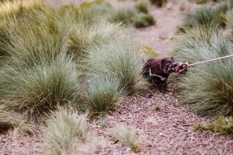 Cradle Mountain: After Dark Tasmanian Devil Feeding Tour - An Authentic Experience at Devils@Cradle