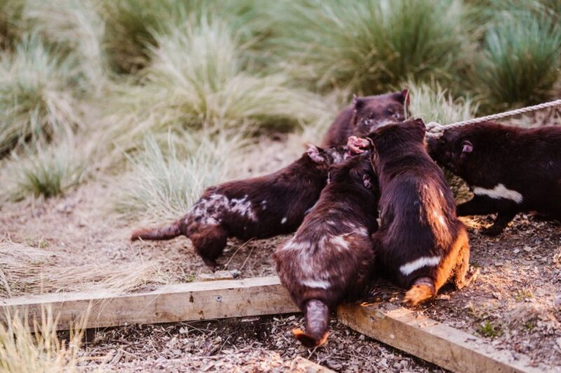 Cradle Mountain: After Dark Tasmanian Devil Feeding Tour - Why the Price Is a Good Deal