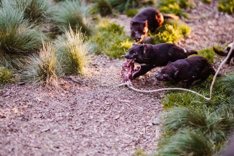 Cradle Mountain: After Dark Tasmanian Devil Feeding Tour - Detailed Breakdown of the Tour
