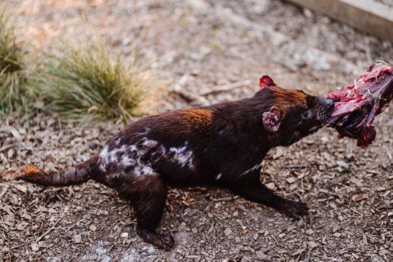 Cradle Mountain: After Dark Tasmanian Devil Feeding Tour - Practical Considerations for Visitors