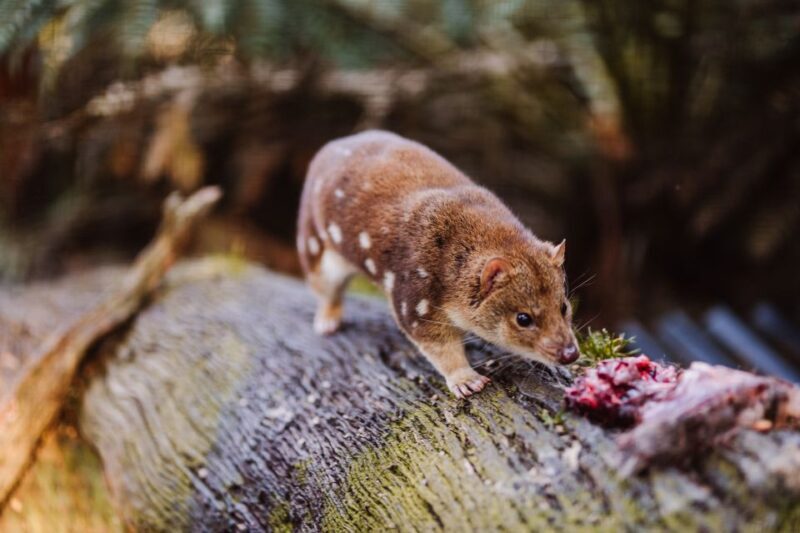 Cradle Mountain: After Dark Tasmanian Devil Feeding Tour - Authentic Feedback from Visitors