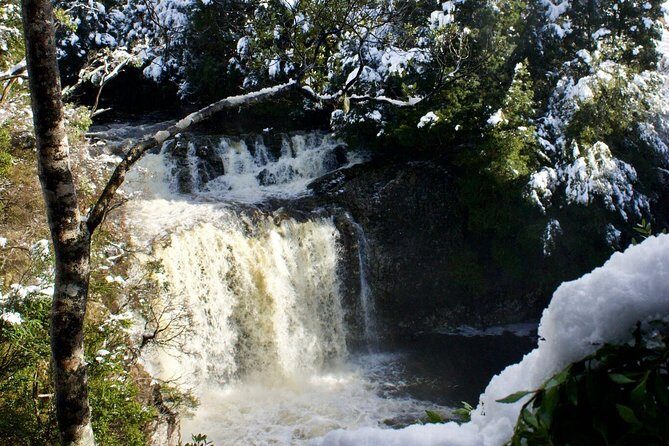 Cradle Mountain Day Tour from Launceston Including Lunch - An In-Depth Look at the Tour Experience