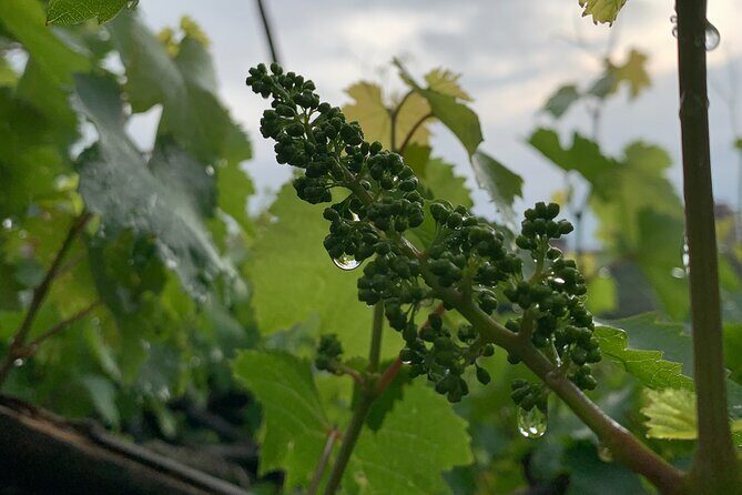 Craftsmanship and Flavors of Sorrento and Amalfi Coast - Final Thoughts