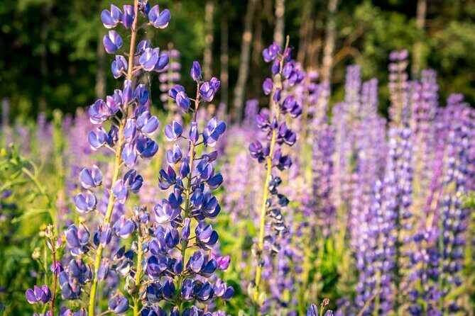 Crater Lake National Park Self-Guided Driving Audio Tour - Why This Tour Works Well