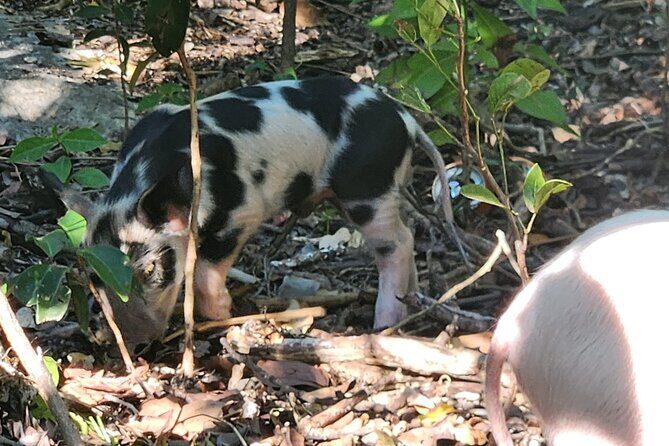 Create-Your-Own Luxury Adventure in Nassau with photographer - The Reviews: Authentic Praise and Candid Comments