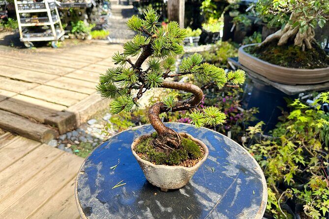 Create Your Own Pine Bonsai & Discover Aesthetics in Osaka Ikeda - Frequently Asked Questions