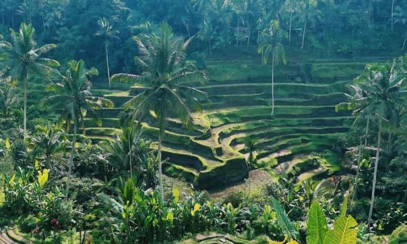 Create Your Own Ubud Itinerary  Private Tour - The Convenience of Private, Flexible Transportation