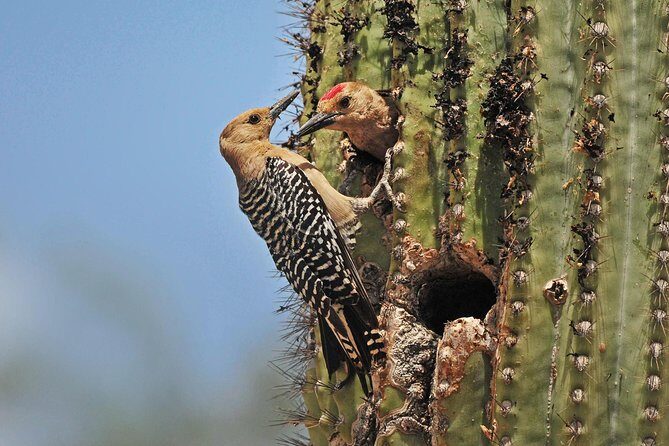 Creative Soul Scavenger Hunt(Sabino Canyon&Catalina Park,Tucson) - Exploring Tucson with a Creative Twist