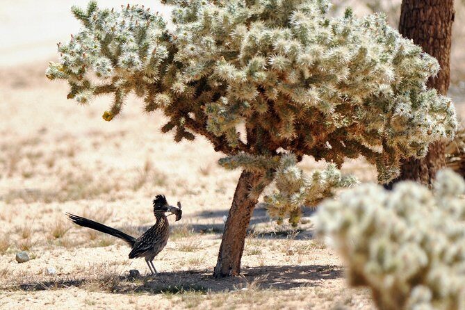 CreativeSoul ScavengerHunt(Hidden Valley,Joshua Tree)Remote Host - Final Thoughts