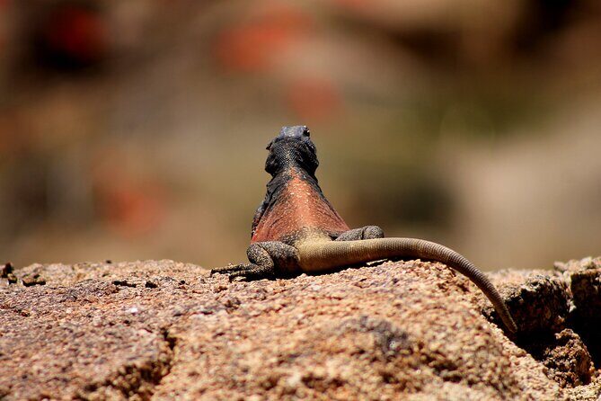 CreativeSoul ScavengerHunt(Hidden Valley,Joshua Tree)Remote Host - Who Should Consider This?