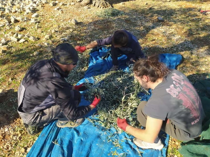 Cres Olive Harvest Tour - A Deep Dive into the Cres Olive Harvest Tour