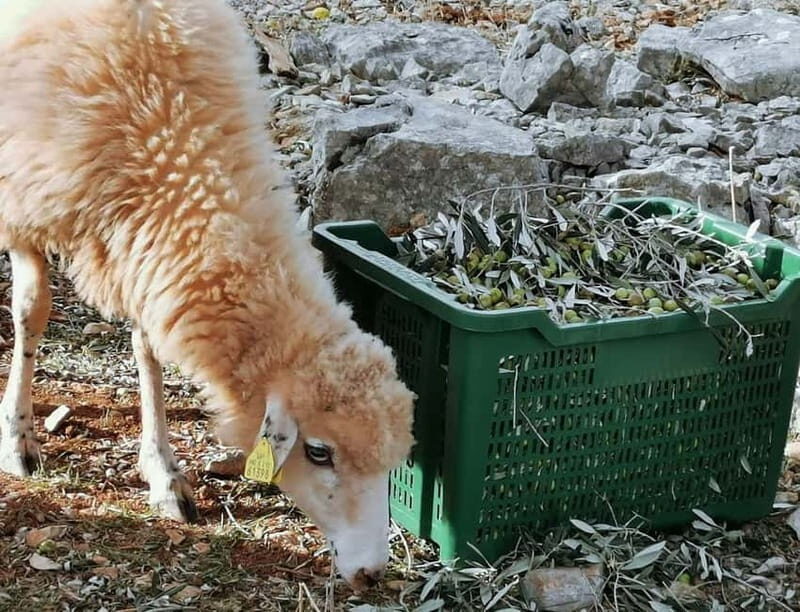 Cres Olive Harvest Tour - Practical Details and What to Know Before Booking