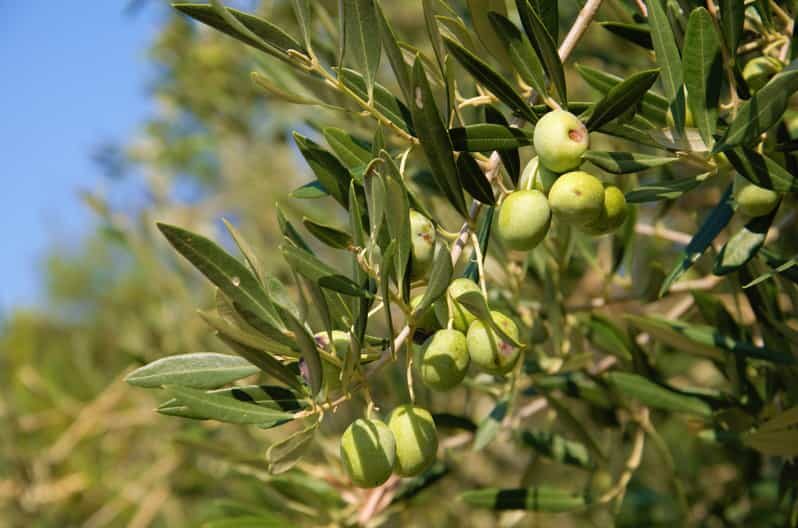 Cres: Olive Oil Walking Tour with Tastings - Key Points