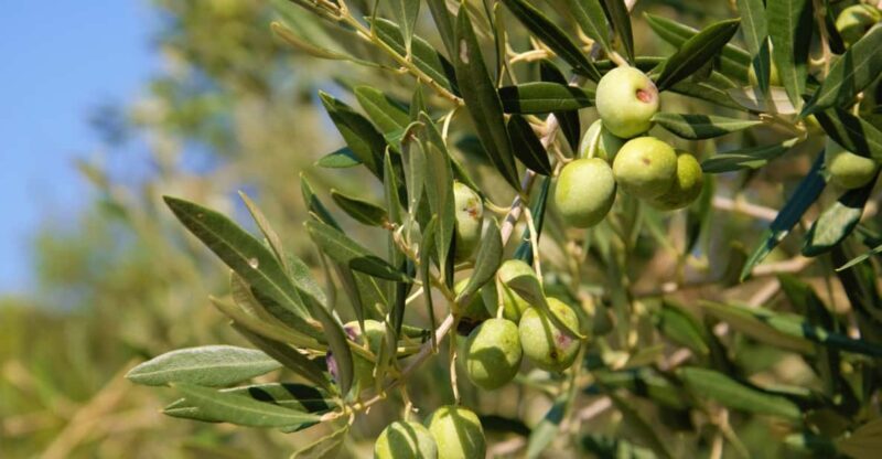 Cres: Olive Oil Walking Tour with Tastings - Discovering Cres: A blend of nature and tradition