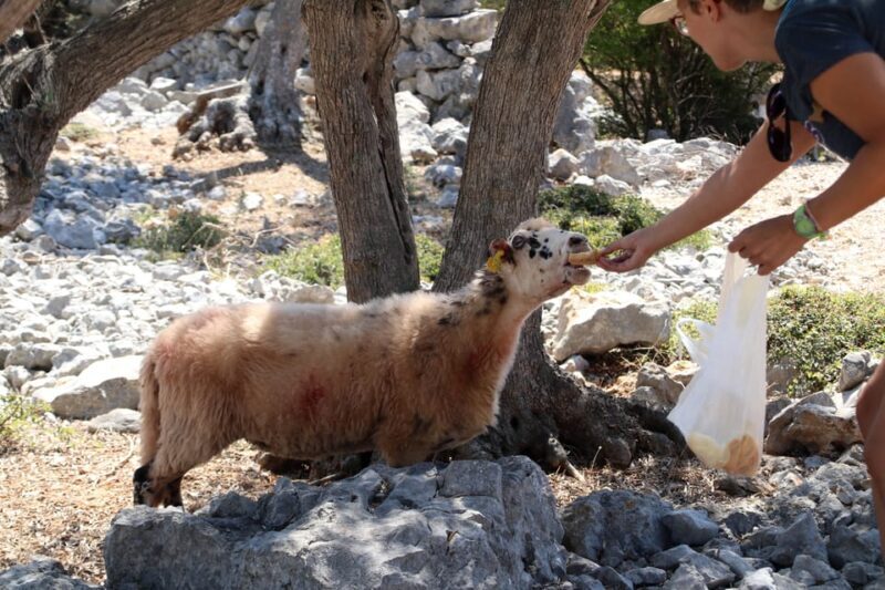Cres: Olive Oil Walking Tour with Tastings - Practical details and considerations