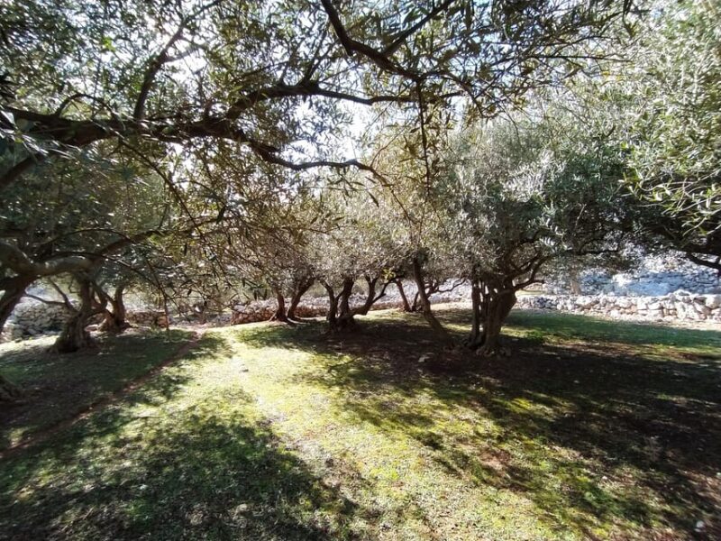 Cres: Olive Oil Walking Tour with Tastings - FAQ