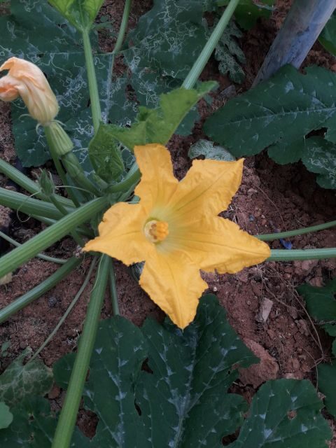 Cretan Farm Tour with Cheese-Making & Food Picnic - Key Points