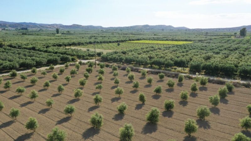 Cretan Farm Tour with Cheese-Making & Food Picnic - What Makes This Tour Special