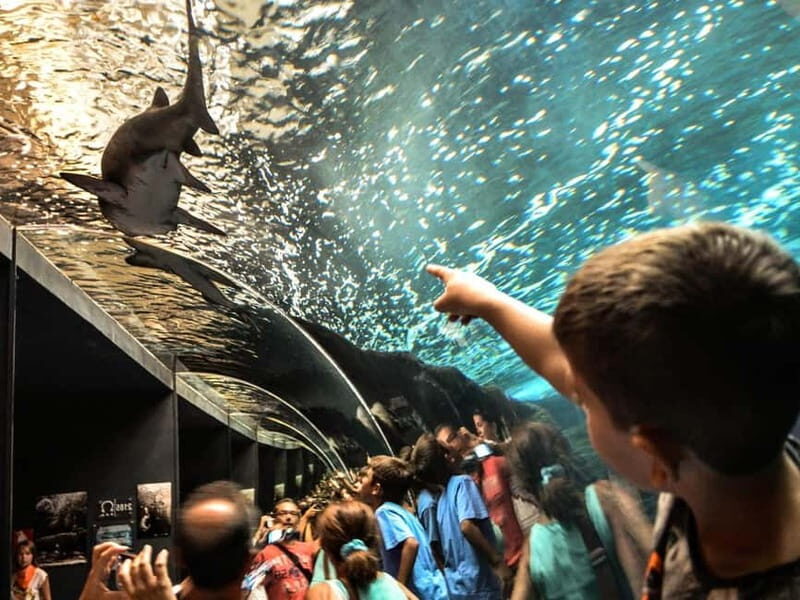 Cretaquarium Tour - A Closer Look at the Cretaquarium Experience