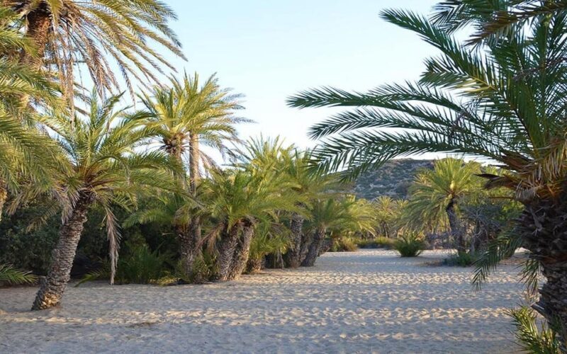 Crete and Heraklion Areas: Direct Day Trip Vai Beach - What Travelers Say