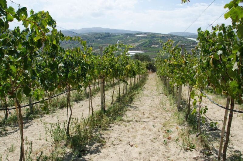Crete: Craft Beer & Cretan Flavors Tour with Lunch - Who Should Consider This Tour?