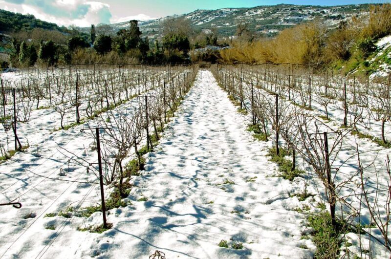 Crete: Craft Beer & Cretan Flavors Tour with Lunch - FAQs