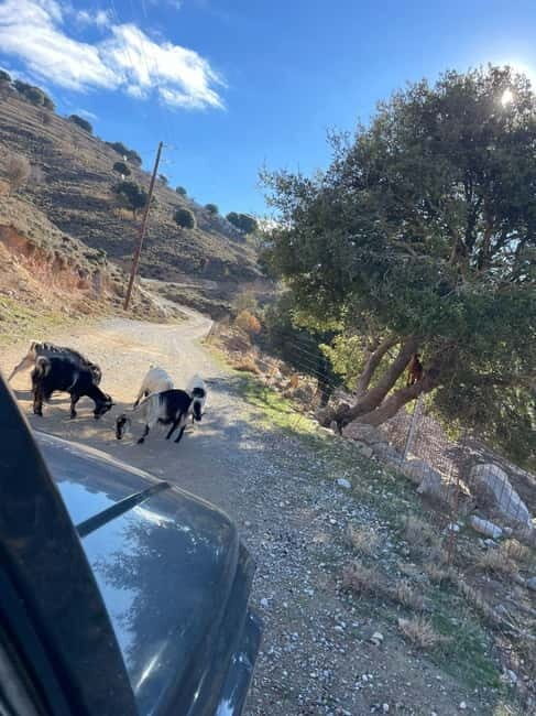 Crete: Explore Lassithi Plateau, Myths & Cretan Cuisine - FAQ