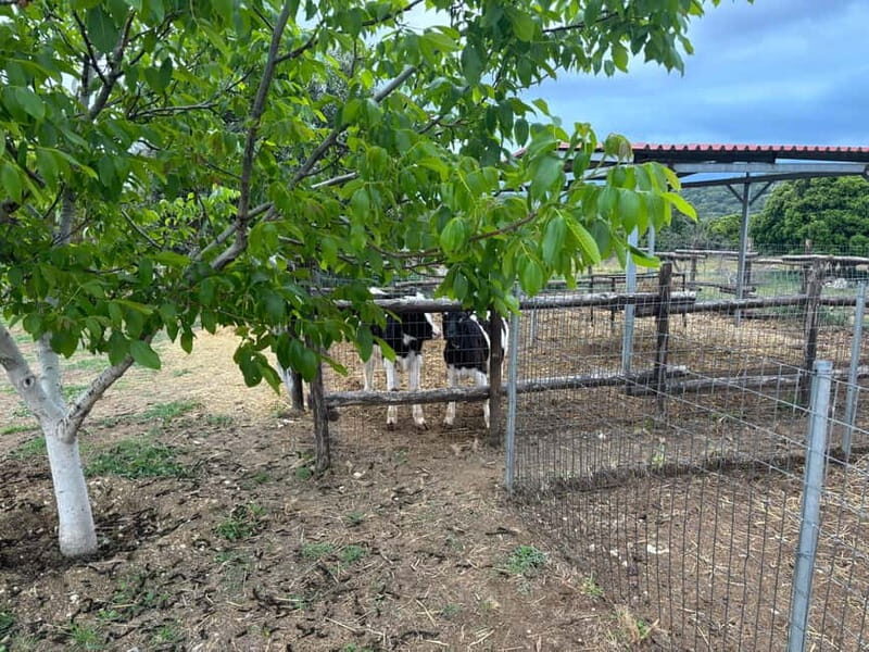 Crete: Farm Visit with Cheese Tasting and Milking Experience - Cost and Value