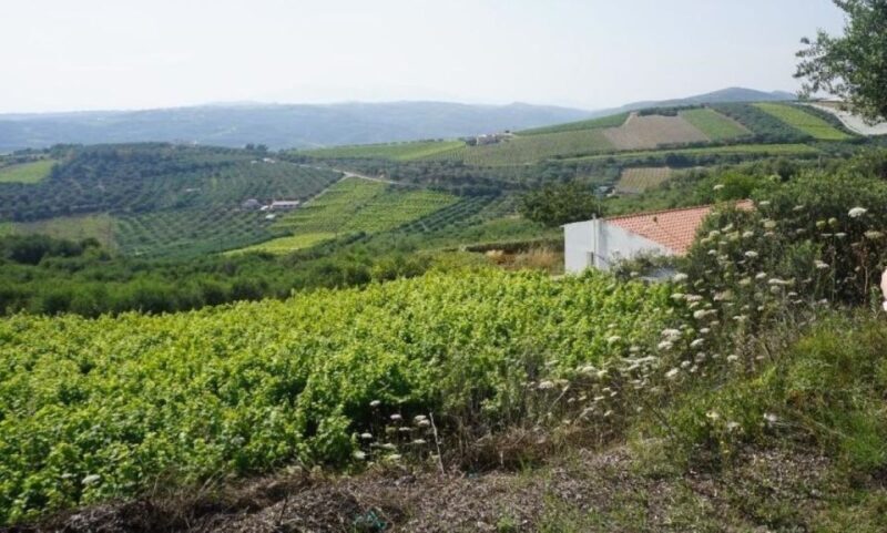 Crete: Full-Day Cretan Wines, Olive Oil, Raki and Food Tour - FAQ