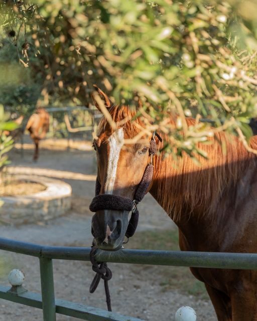 Crete Horse Riding: Cretan Countryside Ride - Key Points