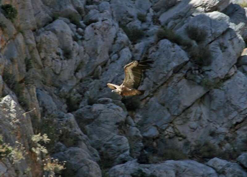 Crete: Land Rover Safari Through Katharo Plateau - An In-Depth Look at the Tour