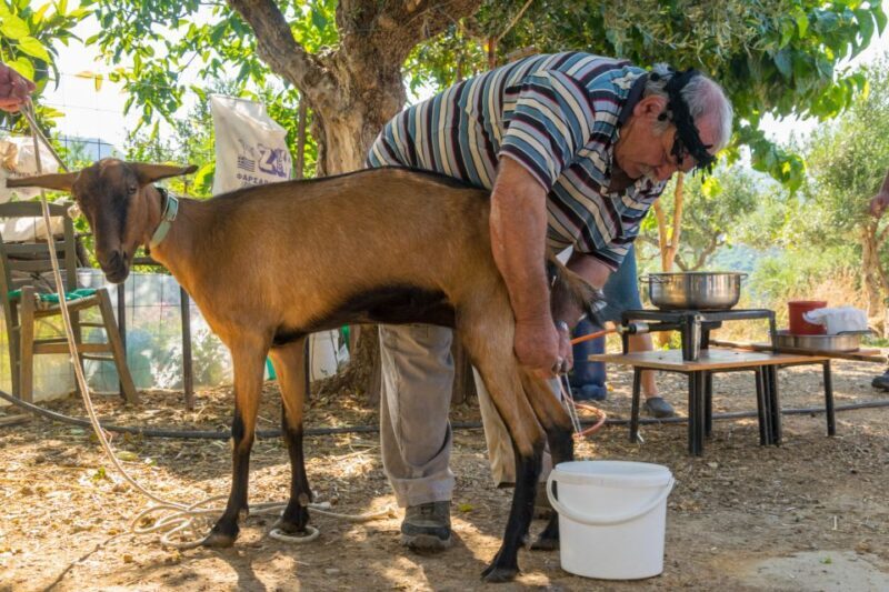 Crete: Lasithi Plateau and Cave of Zeus Off Road Safari Tour - Off-Roading and Nature Experiences