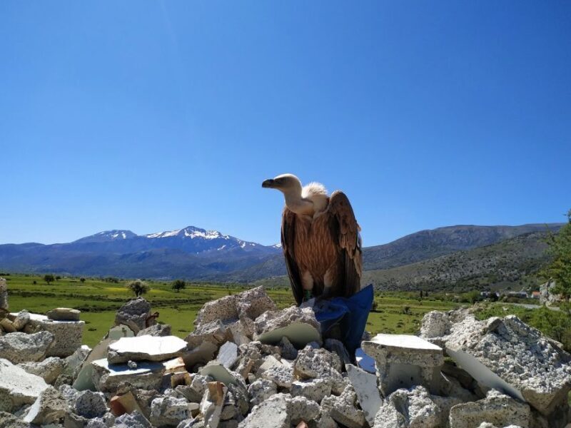 Crete: Lasithi Plateau and Cave of Zeus Off Road Safari Tour - Who Should Consider This Tour?