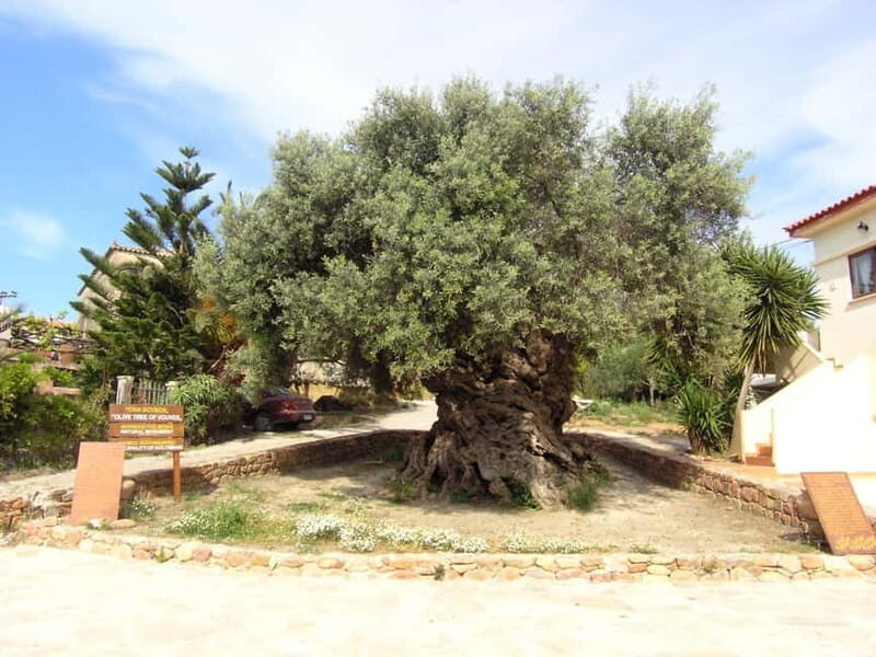 Crete: Local Wine Tasting & Visit to the Ancient Olive Tree - Logistics & Practicalities