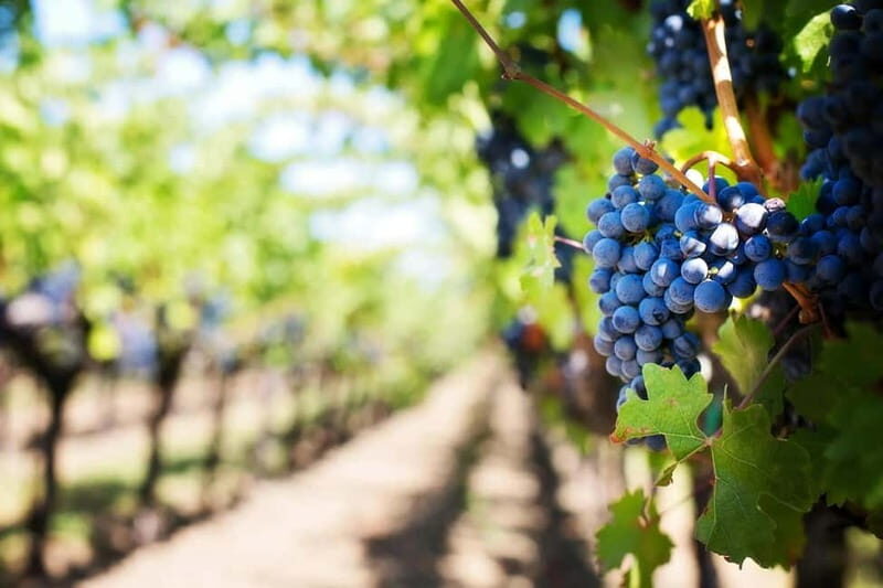 Crete: Local Wine Tasting & Visit to the Ancient Olive Tree - The Sum Up